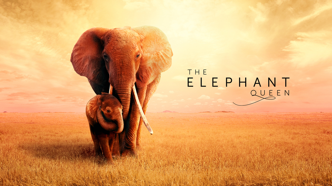 FYC: ALEX HEFFES speaks "elephant" with music in THE ELEPHANT QUEEN ...